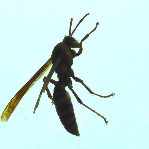 Executioner Wasp (Polistes Carnifex) Insect Identification Guide ...