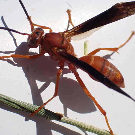 Fine-Backed Red Paper Wasp (Polistes Carolina) Insect Identification ...