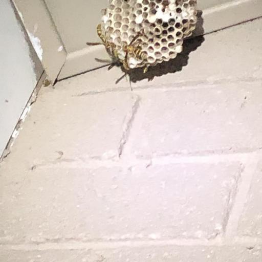 Guinea Paper Wasp (Polistes Exclamans) Insect Identification Guide ...