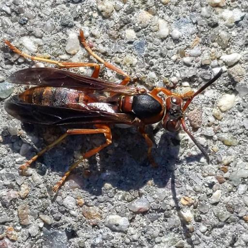 Northern Paper Wasp (Polistes Fuscatus) Insect Identification Guide ...