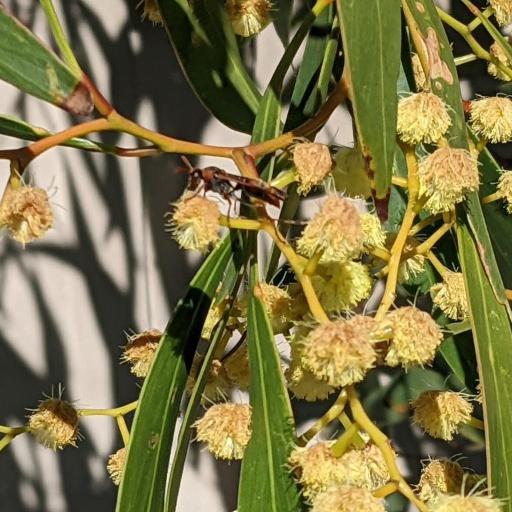Australian Paper Wasp (Polistes Humilis) Insect Identification Guide ...