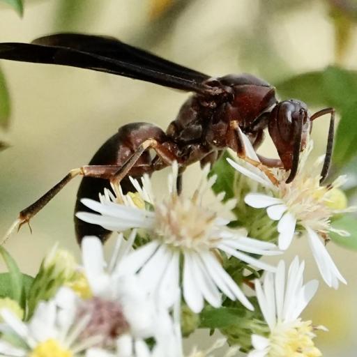 Metric Paper Wasp (Polistes Metricus) Insect Identification Guide ...