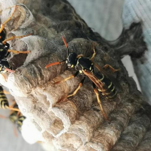 Polistes Nimpha Insect Identification Guide, Habitat & Facts