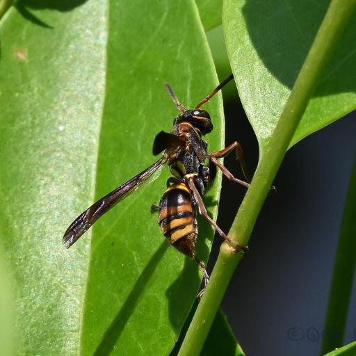 Polistes Snelleni Insect Identification Guide, Habitat & Facts