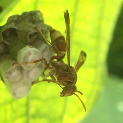 Tropical Paper Wasp (Polistes Stigma) Insect Identification Guide ...