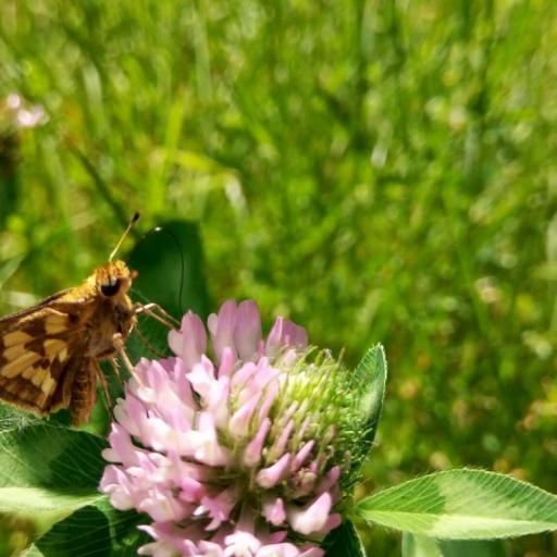 Peck's Skipper (Polites Coras) Insect Identification Guide, Habitat & Facts