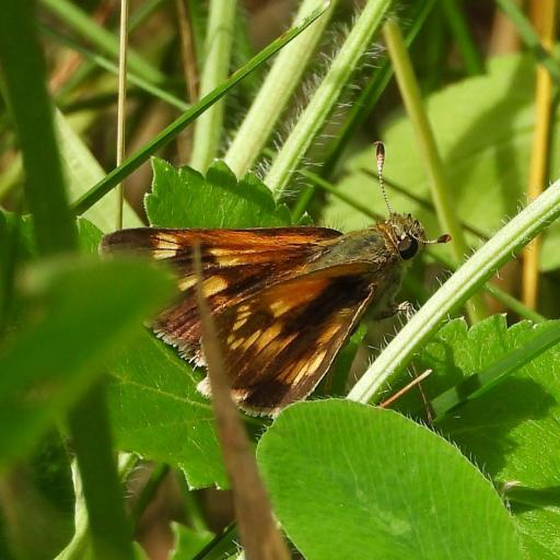 Long Dash (Polites Mystic) Insect Identification Guide, Habitat & Facts