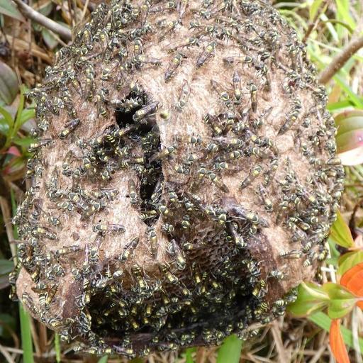 Fall Field Cricket (Gryllus Pennsylvanicus) Insect Identification Guide ...