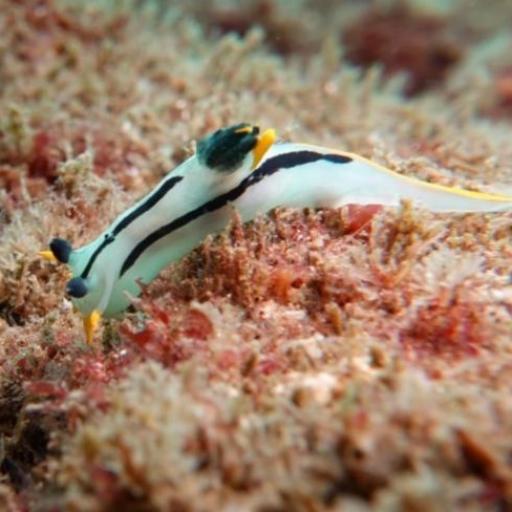 Crowned Nudibranch (Polycera Capensis) Insect Identification Guide ...