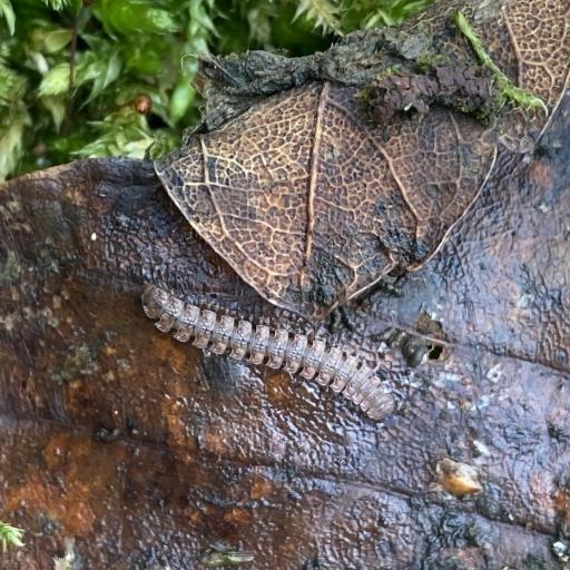 Common Flat-Backed Millipede (Polydesmus Angustus) Insect ...