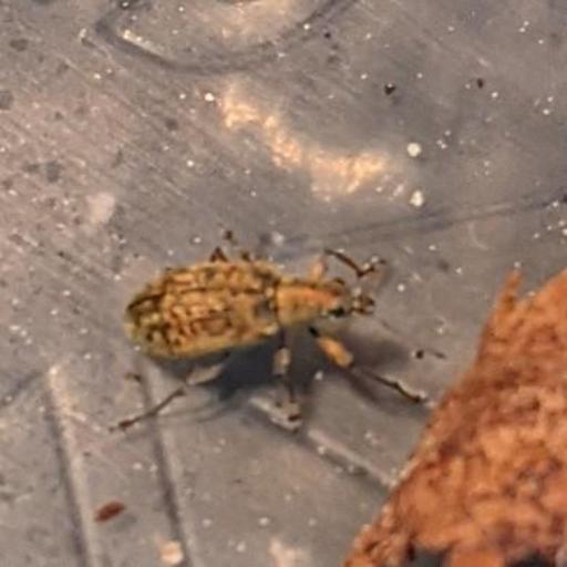 Polydrusus Cervinus Insect Identification Guide, Habitat & Facts