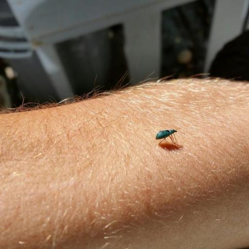 Green Immigrant Leaf Weevil (Polydrusus Formosus) Insect Identification ...