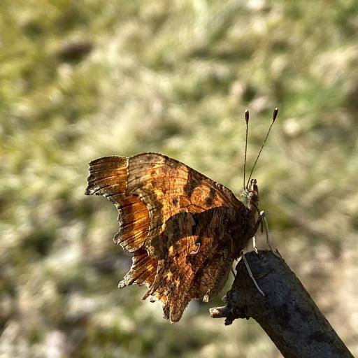 European Comma (Polygonia C-album) Insect Identification Guide, Habitat ...