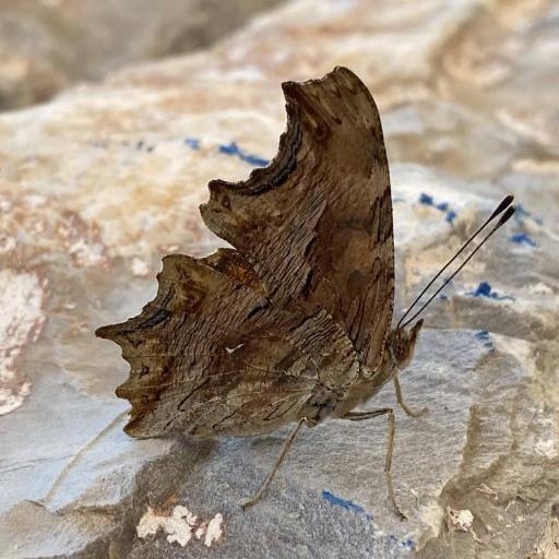 Southern Comma (Polygonia Egea) Insect Identification Guide, Habitat ...