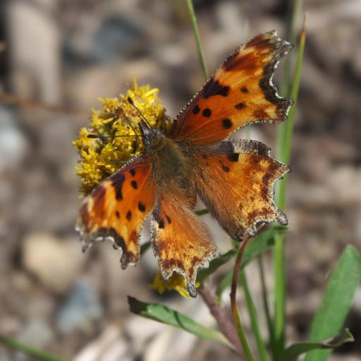 Hoary Comma (Polygonia Gracilis) Insect Identification Guide, Habitat ...