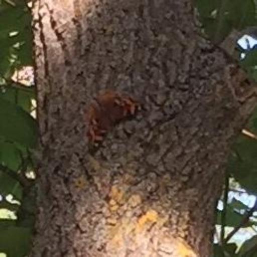 Polygonia Vaualbum Insect Identification Guide, Habitat & Facts