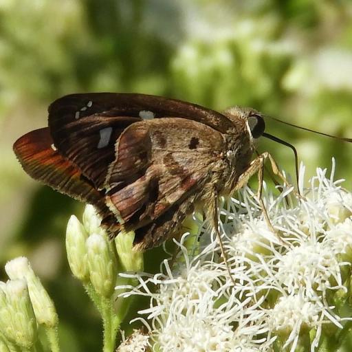 Polygonus Insect Identification Guide, Habitat & Facts