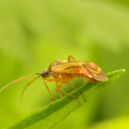 Polymerus Insect Identification Guide, Habitat & Facts