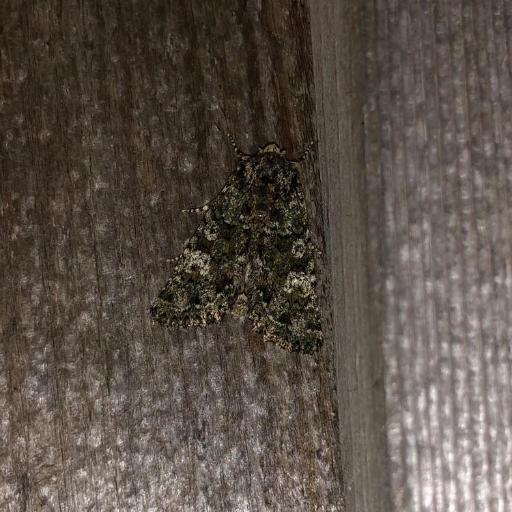 Feathered Ranunculus (Polymixis Lichenea) Insect Identification Guide ...