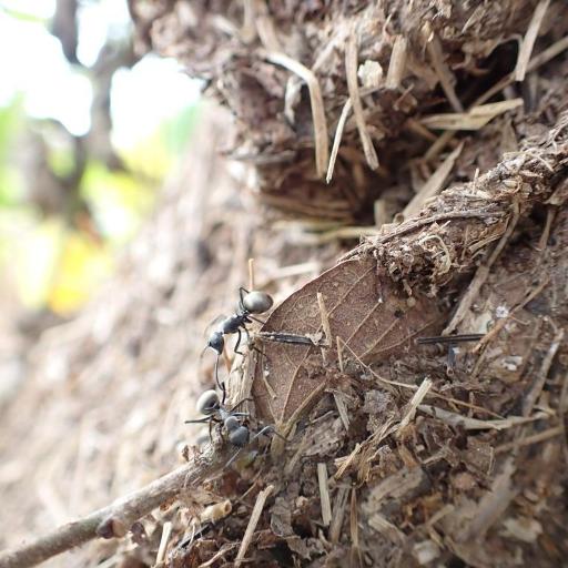 Rich Spiny Sugar Ant (Polyrhachis Dives) Insect Identification Guide ...