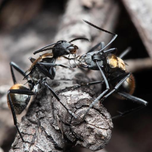 Spiny Ants (Polyrhachis) Insect Identification Guide, Habitat & Facts