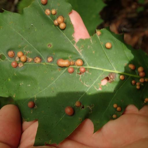 Polystepha Insect Identification Guide, Habitat & Facts