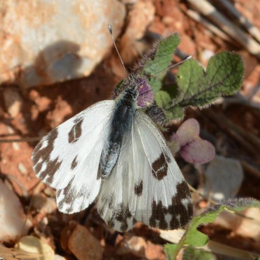 Eastern Bath White (Pontia Edusa) Insect Identification Guide, Habitat ...