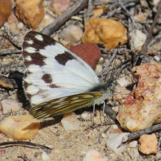 Meadow White (Pontia Helice) Insect Identification Guide, Habitat & Facts