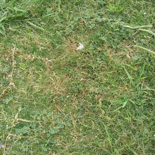 Checkered White (Pontia Protodice) Insect Identification Guide, Habitat ...