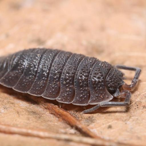 Common Rough Woodlouse (Porcellio Scaber) Insect Identification Guide ...