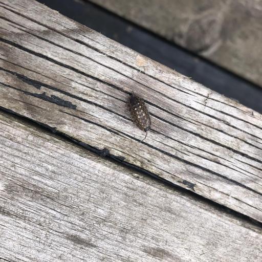 Brickwork Woodlouse (Porcellio Spinicornis) Insect Identification Guide ...