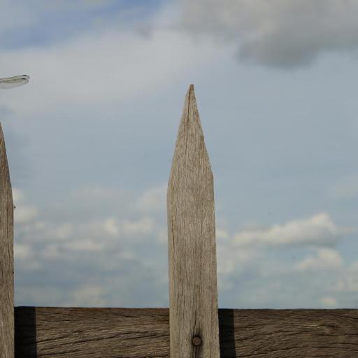 Swampwatcher (Potamarcha Congener) Insect Identification Guide, Habitat ...