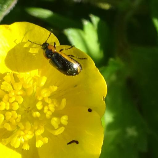 Prasocuris Marginella Insect Identification Guide, Habitat & Facts