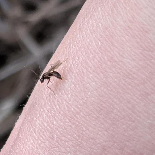 American Winter Ant (Prenolepis Imparis) Insect Identification Guide ...