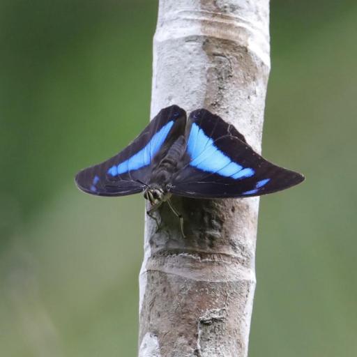 One-spotted Prepona (Prepona Demophon) Insect Identification Guide ...