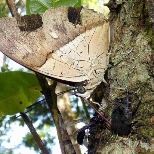 Preponas And Agrias (Prepona) Insect Identification Guide, Habitat & Facts