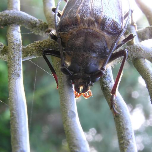 Huhu (Prionoplus Reticularis) Insect Identification Guide, Habitat & Facts