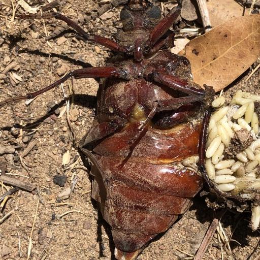 California Root Borer (Prionus Californicus) Insect Identification ...