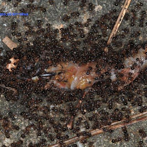 Japanese Queenless Ant (Pristomyrmex Punctatus) Insect Identification ...