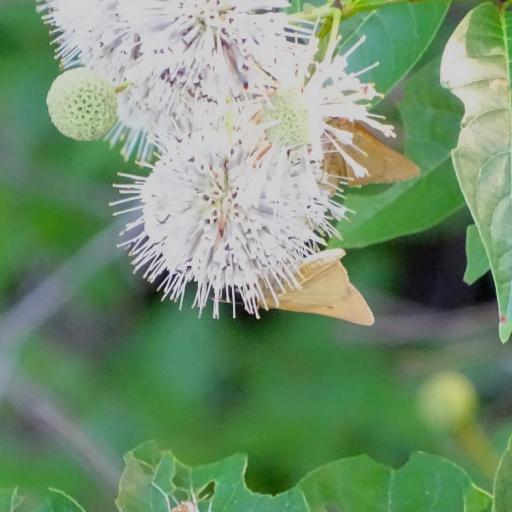 Problema Insect Identification Guide, Habitat & Facts