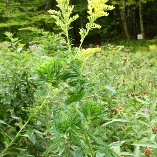 Goldenrod Brussels Sprout Gall Fly (Procecidochares Atra) Insect ...