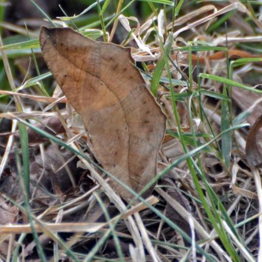 Large Maple Spanworm Moth (Prochoerodes Lineola) Insect Identification ...