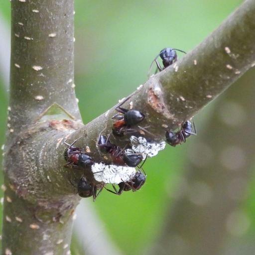 Woolly Alder Aphid (Prociphilus Tessellatus) Insect Identification ...