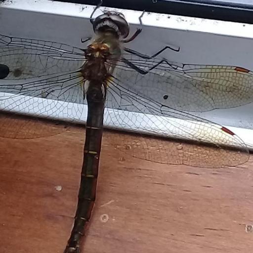 Smith's Dragonfly (Procordulia Smithii) Insect Identification Guide ...