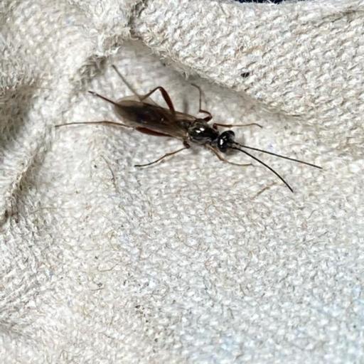 Barn Orbweaver (Araneus Cavaticus) Insect Identification Guide, Habitat ...