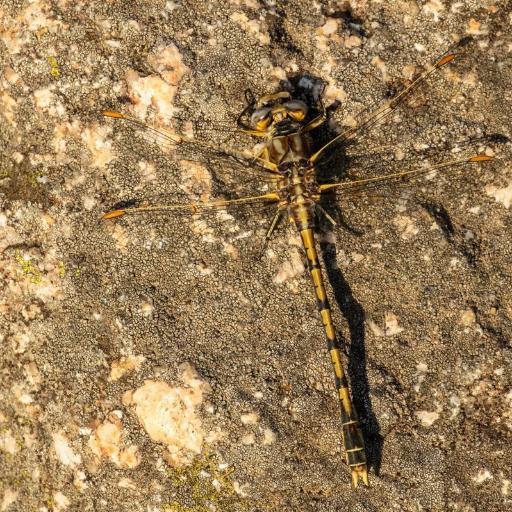 Cardinal Spider (Tegenaria Parietina) Insect Identification Guide ...