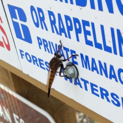 Maroon-Legged Lion Fly (Promachus Hinei) Insect Identification Guide ...
