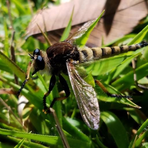 Red-Footed Cannibal Fly (Promachus Rufipes) Insect Identification Guide ...