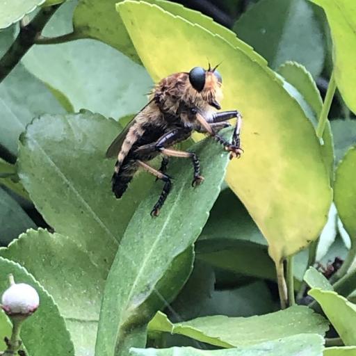 Brown Recluse (Loxosceles Reclusa) Insect Identification Guide, Habitat ...