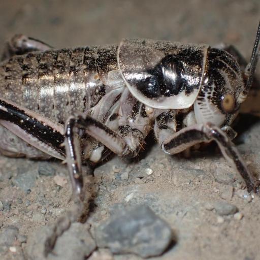 Grigs (Prophalangopsidae) Insect Identification Guide, Habitat & Facts